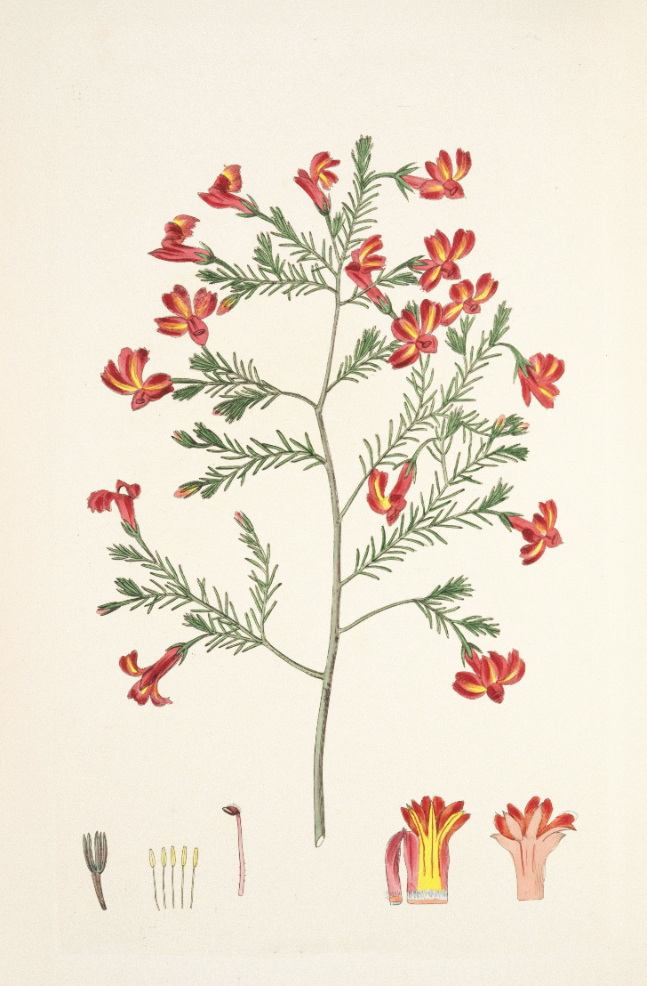 Handmade Floral Suncatcher - Fuchsia Loxensis - EROS Y ALMA